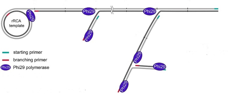 Phi29 DNA Polymerase